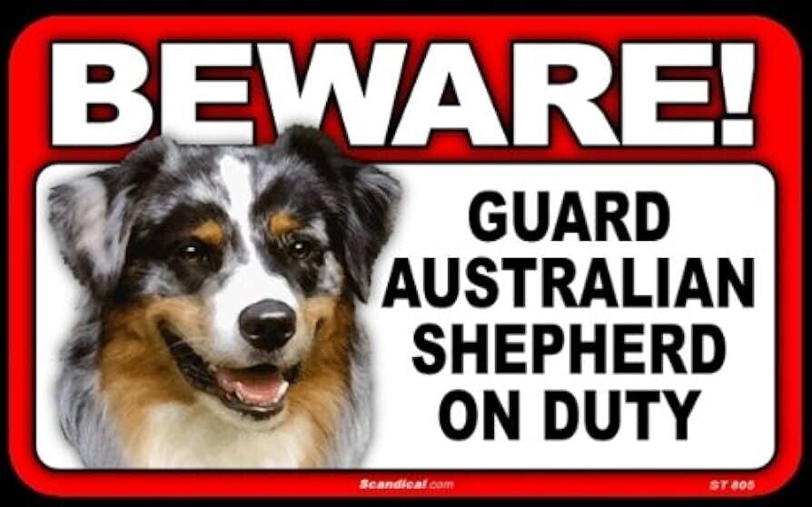 Australian Shepherd Guard Dog