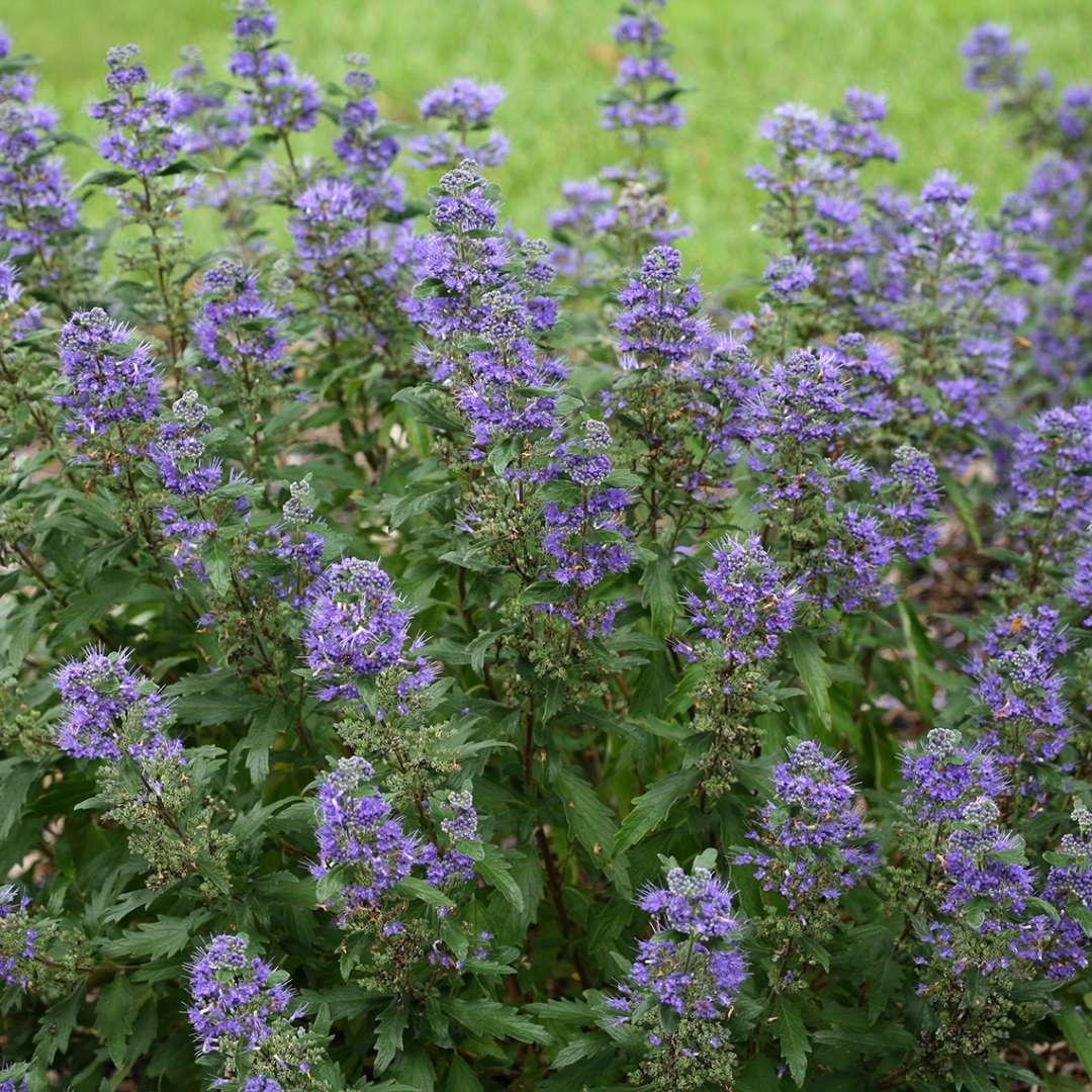 RedCrocus Beyond Midnight Blue Mist Spirea - Bushy, Fragrant Blue ...