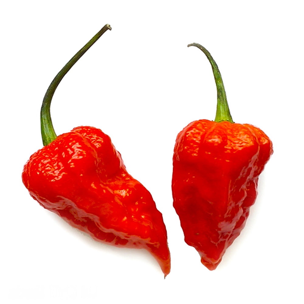 Bhut Jolokia Chile Pepper Plant 4" Pot - Ghost Pepper - World's Hottest ...