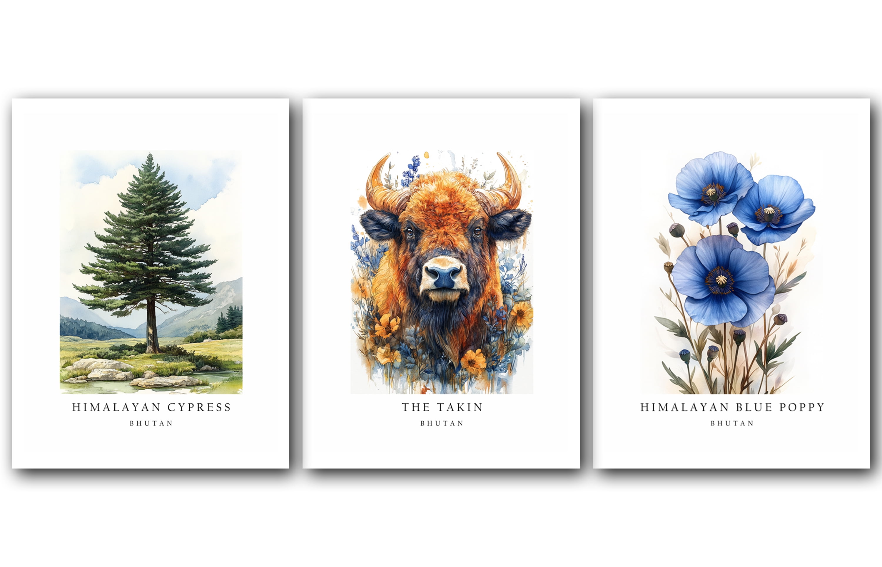 Bhutan National Symbols, The Takin, Himalayan Blue Poppy Flower ...