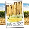 Bi-Color "Bilicious" Sweet Corn, 50+ Seeds Per Packet, (Isla's Garden ...
