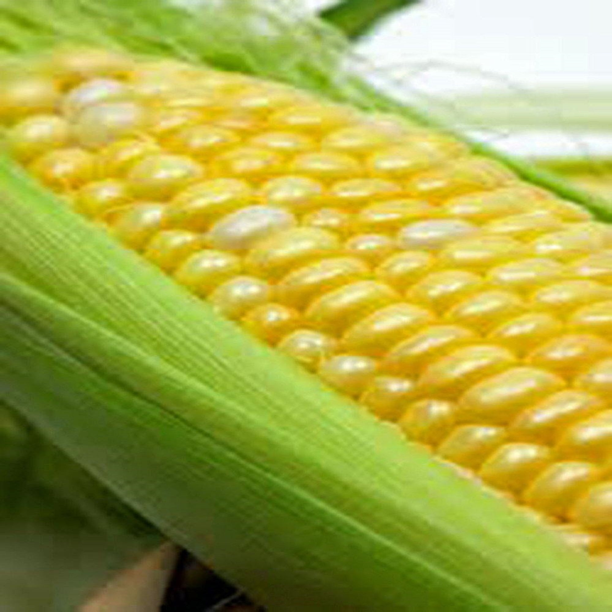 Bi-Color Butter and Sugar Corn Seeds - 200 Count Seed Pack - Old ...