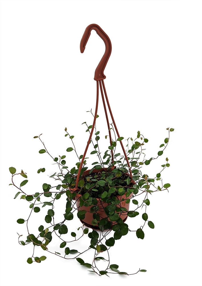 Biblical Angel Vine - Muehlenbeckia - House Plant - 4" Mini Hanging ...