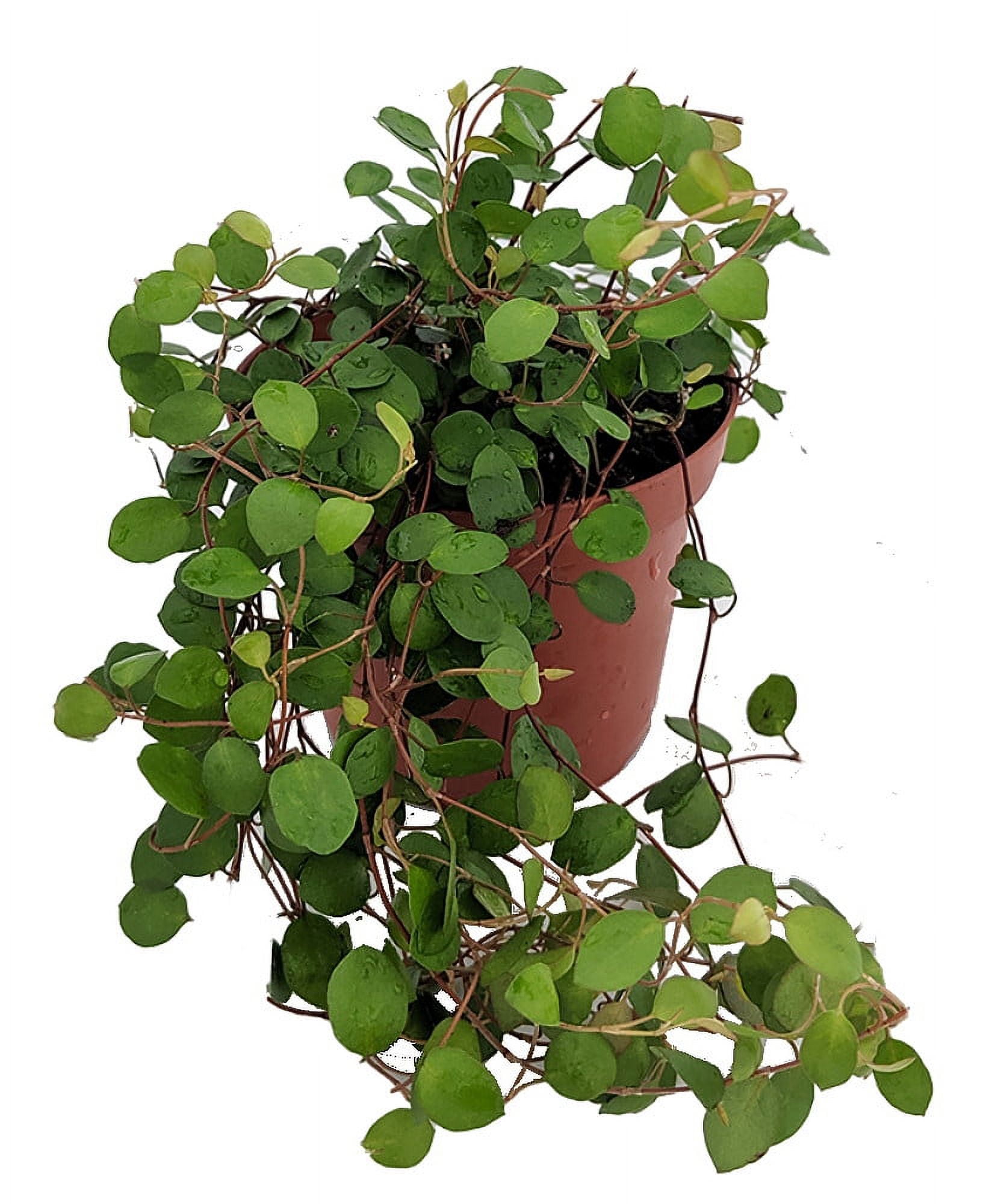 Muehlenbeckia Angel Vine - Indoor/Outdoor Sun-Love Plant for House ...