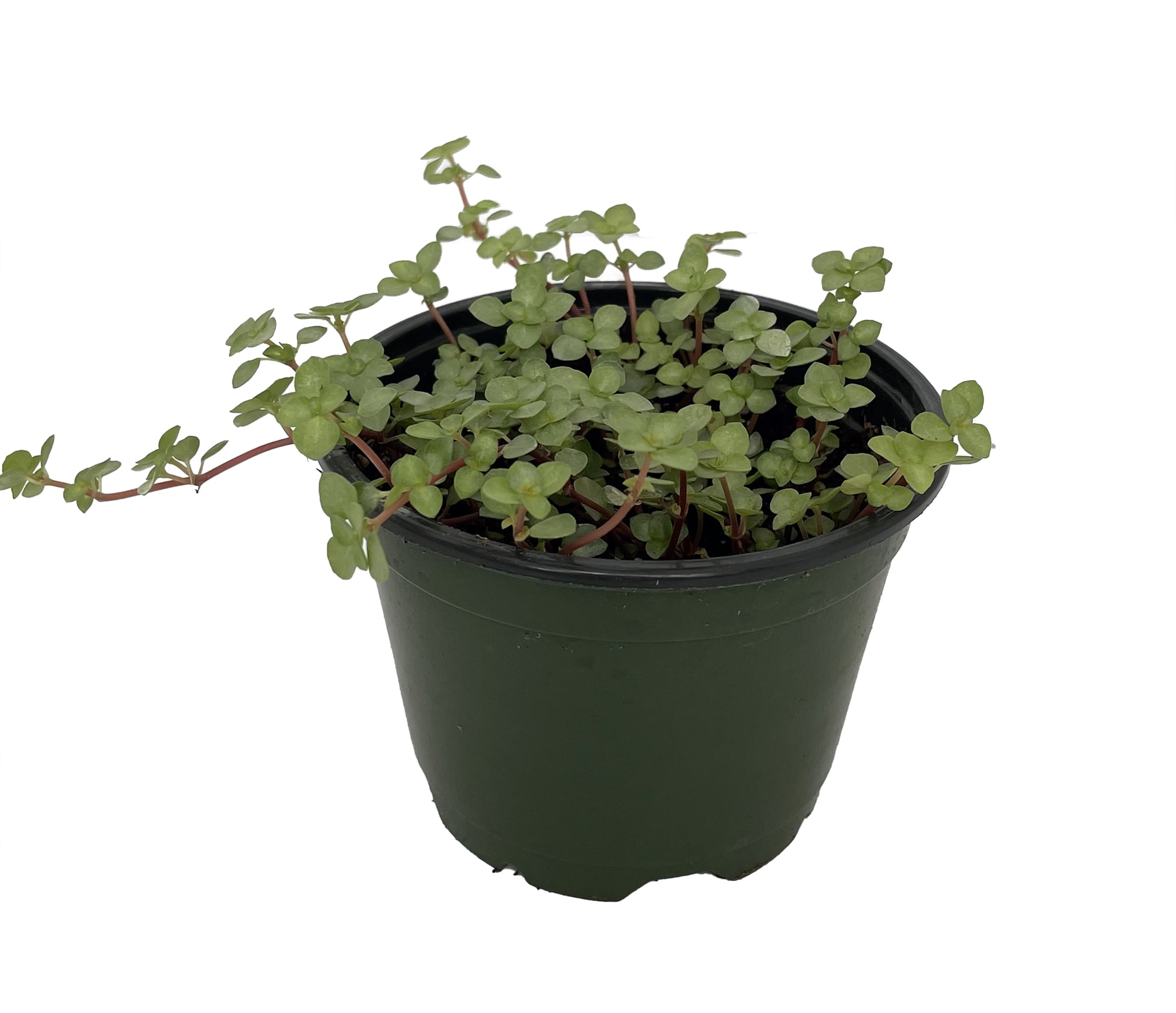 Biblical Job's Tears/Blue Baby Tears - Pilea glauca - 4" Pot - Walmart.com