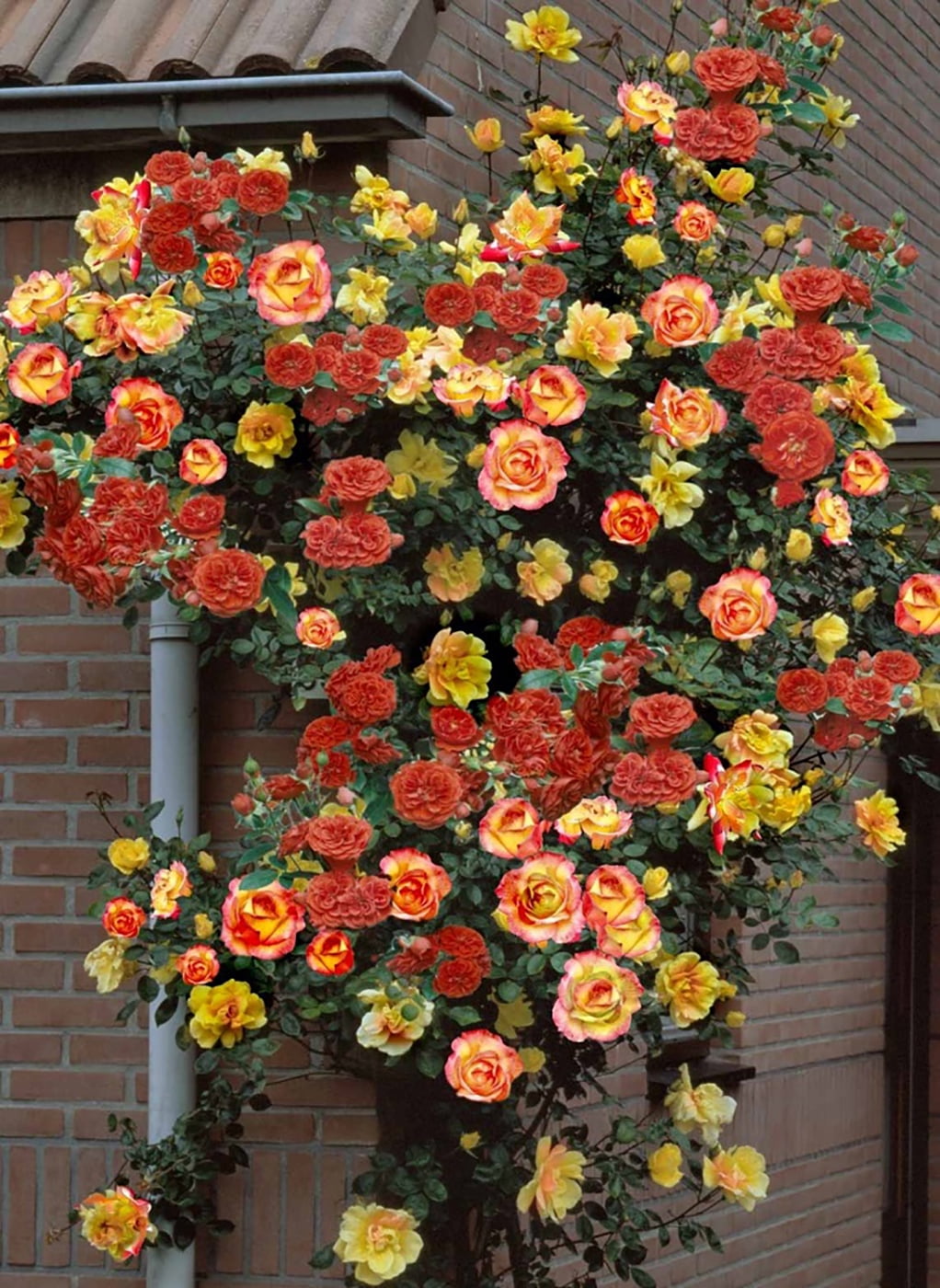 Biblical Joseph's Coat Climbing Rose - Very Hardy - 4" Pot - Walmart.com