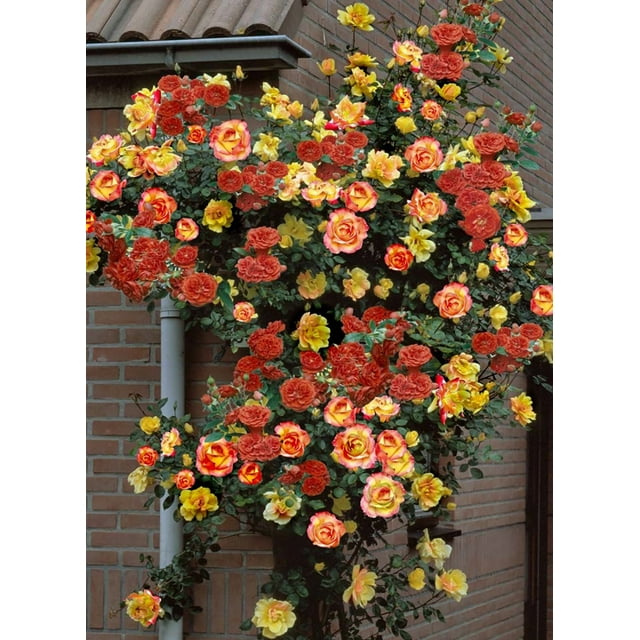 Biblical Joseph's Coat Climbing Rose - Very Hardy - 4" Pot - Walmart.com