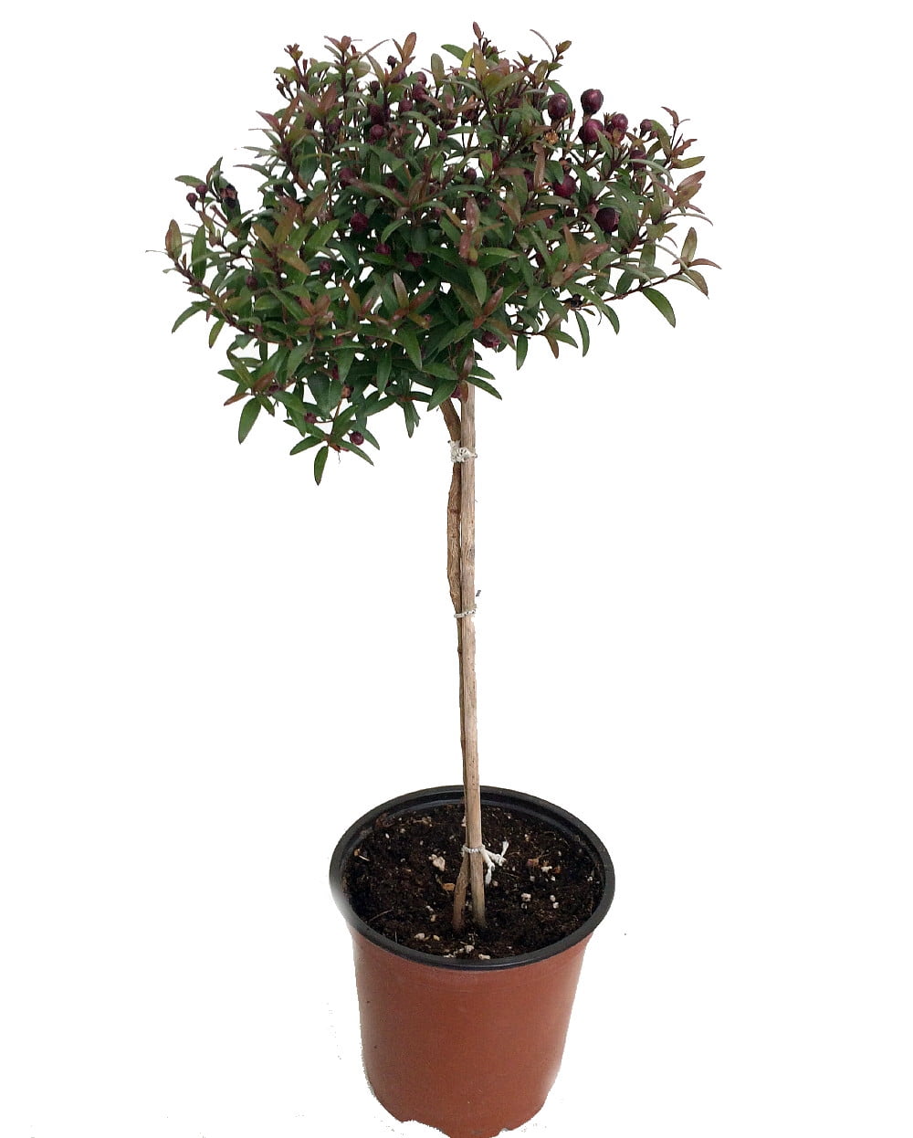 Hirt's Gardens, Myrtle Herb Plant, 4.5" Pot, Myrtus - Walmart.com