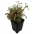 Biblical Red Threads St. Joseph's Coat -Alternanthera- Easy Houseplant ...