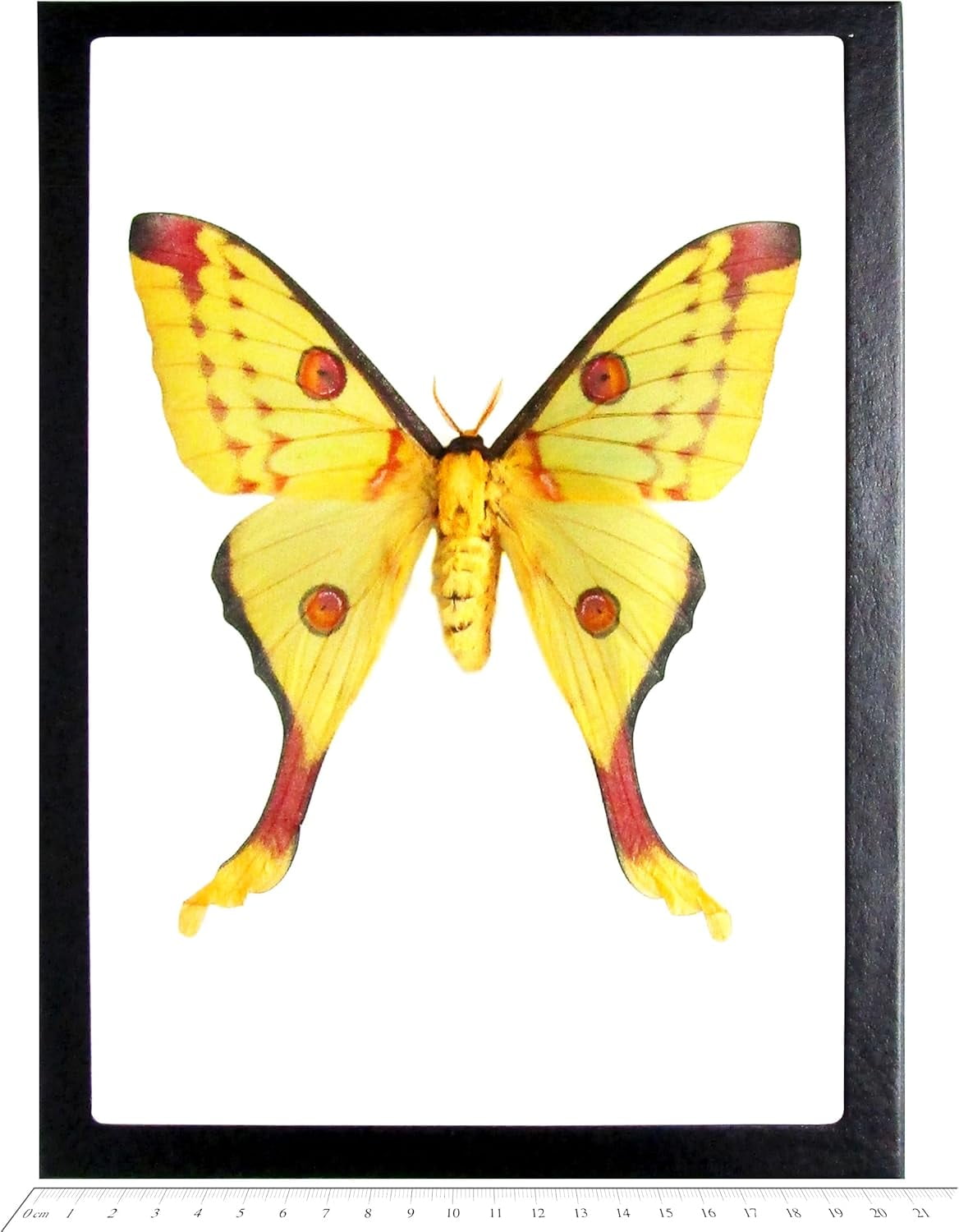 BicBugs Argema mittrei FEMALE green yellow comet moth Madagascar FRAMED ...