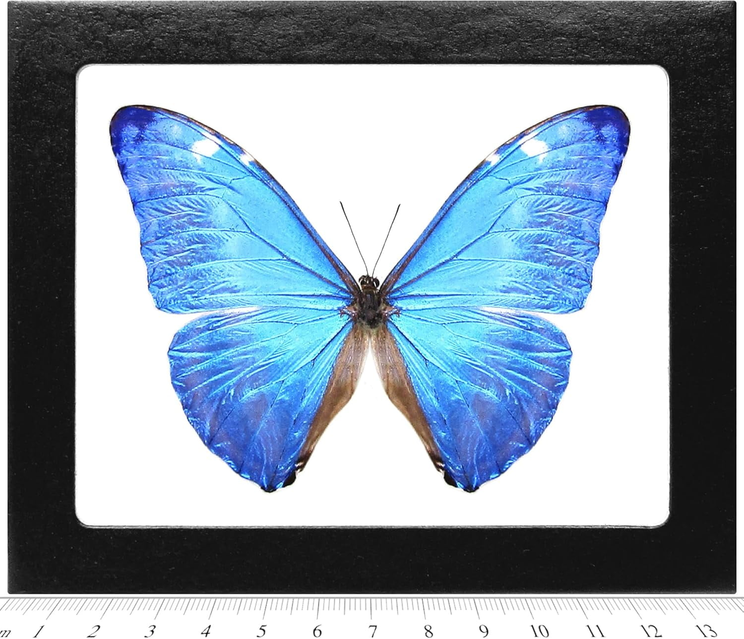 BicBugs Morpho adonis blue butterfly Peru framed real - Walmart.com