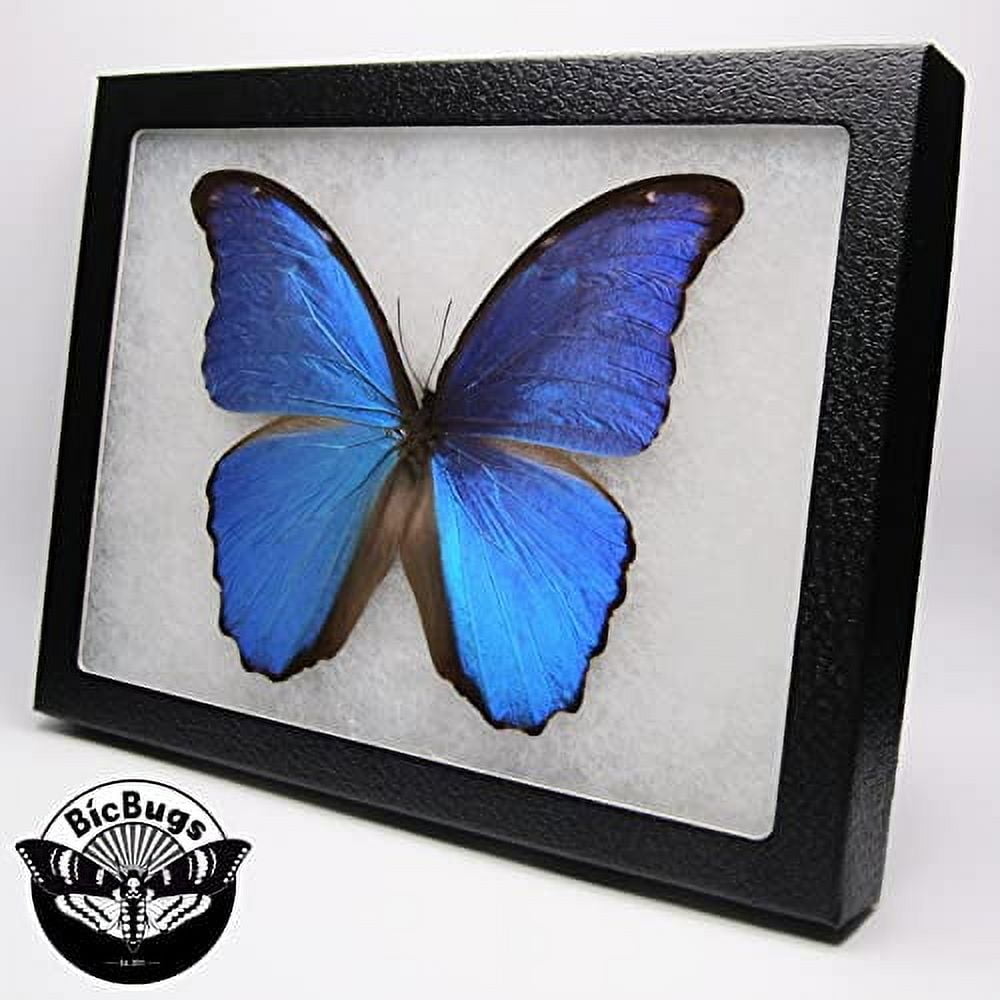 BicBugs Morpho didius REAL FRAMED Blue BUTTERFLY PERU - Walmart.com