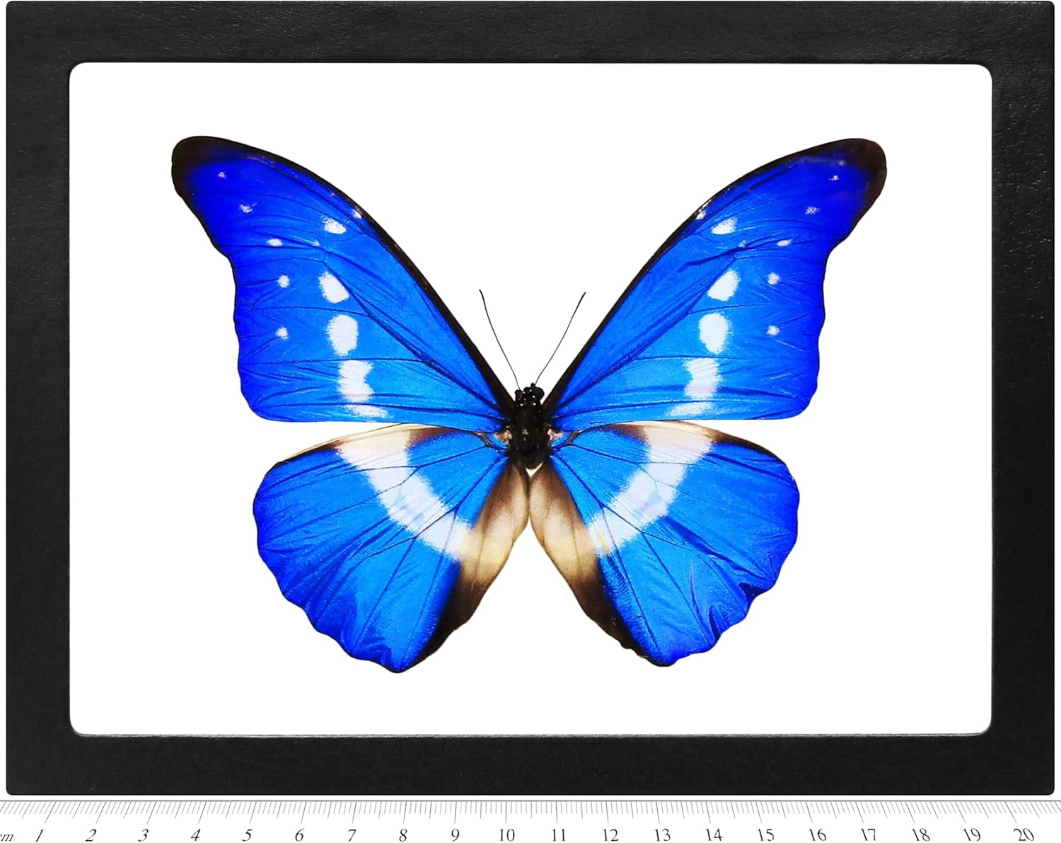 BicBugs Morpho helena REAL FRAMED BUTTERFLY BLUE WHITE MALE PERU ...