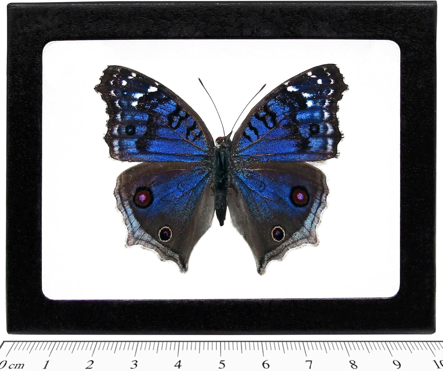 BicBugs Precis rhadama Female Real Blue Buckeye Butterfly Africa Framed ...