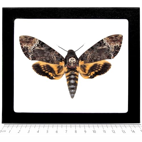 BicBugs REAL FRAMED SILENCE OF THE LAMBS DEATH'S HEAD MOTH ACHERONTIA LACHESIS - Walmart.com