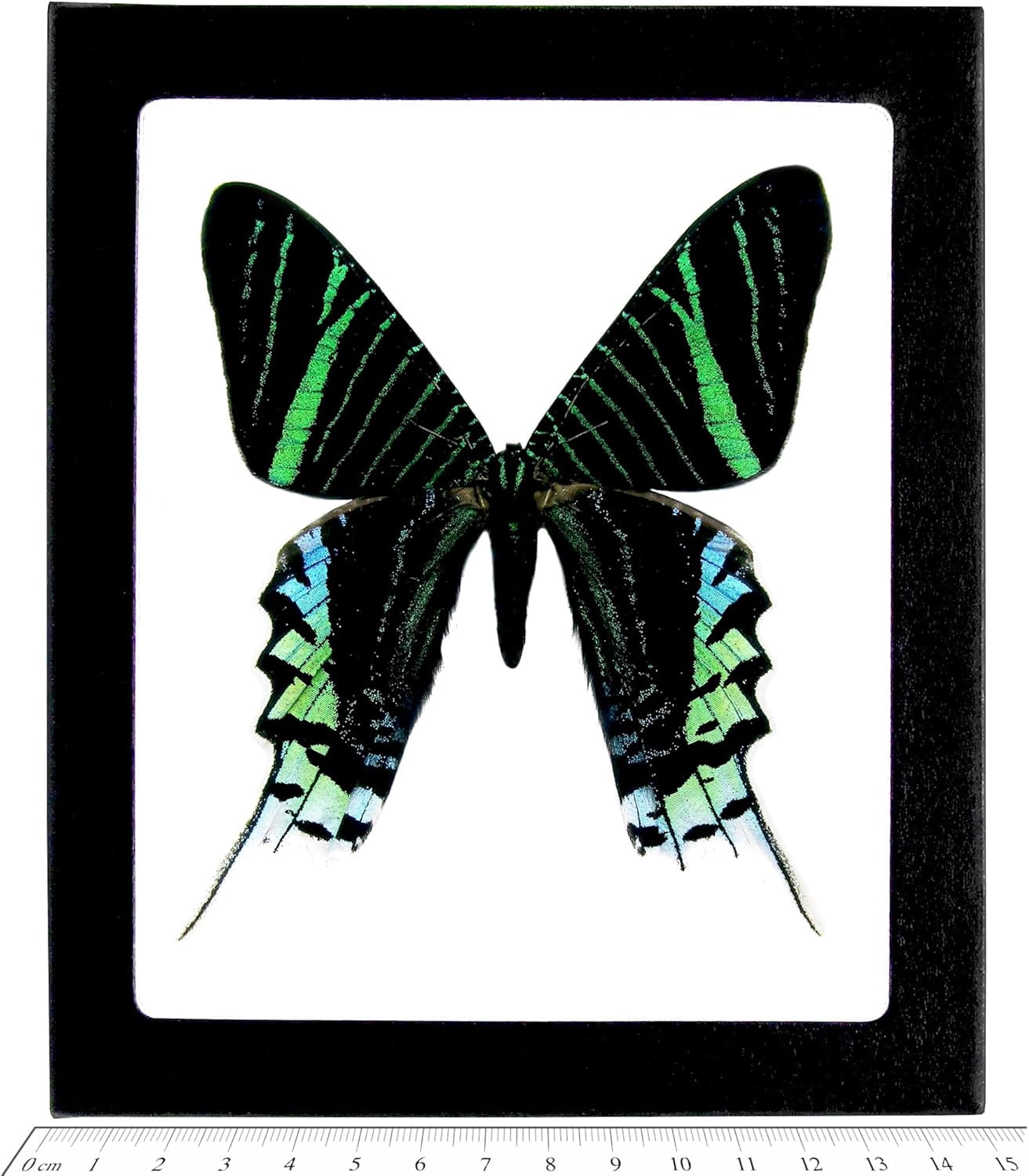 BicBugs Urania leilus Real Framed Day Flying Moth Green Blue Peru South ...
