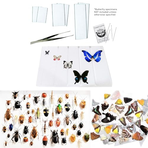 BicBugs pinning kit - 3x glass slides, spreading board, forceps, 100 ...