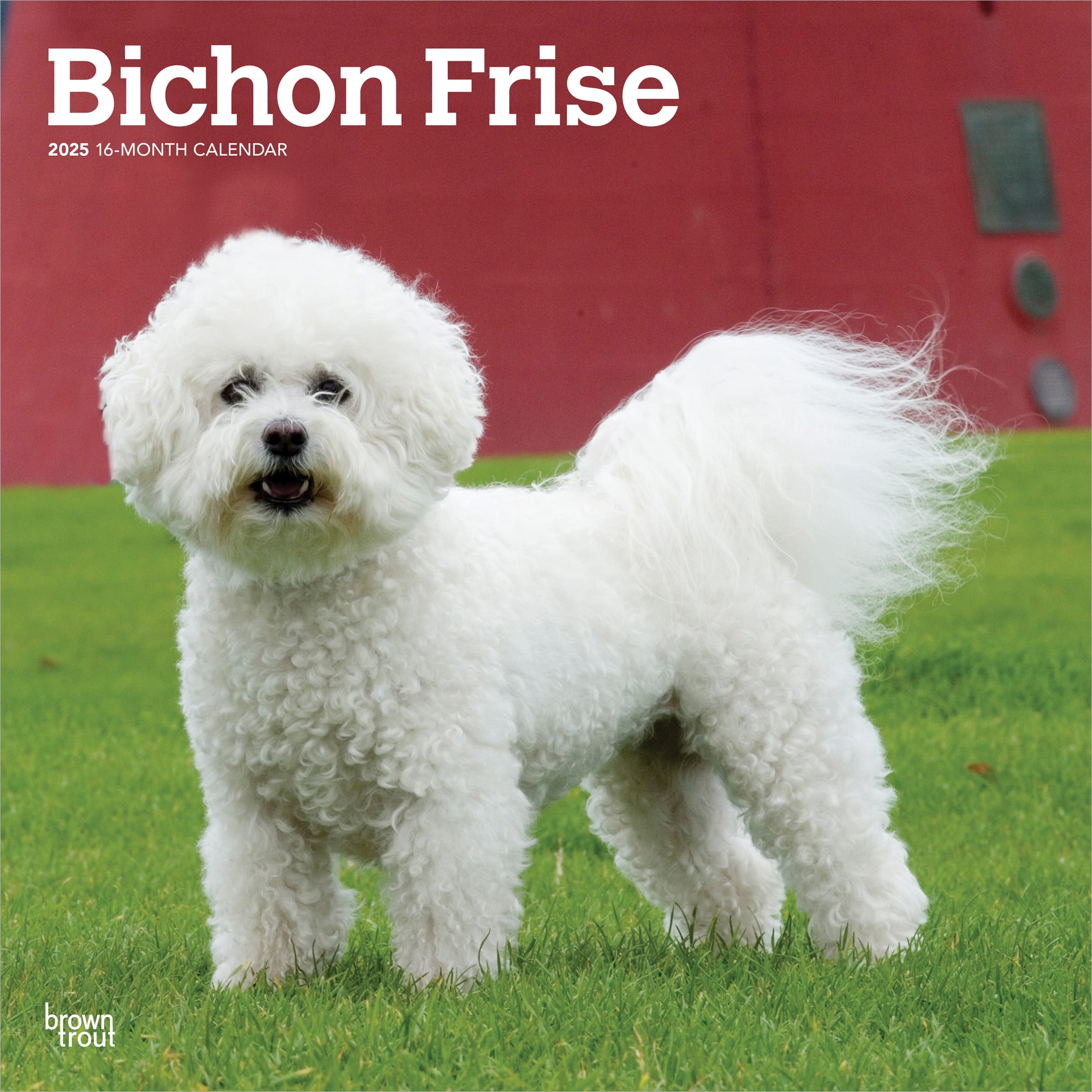 Bichon Frise 2025 Square Wrap - Walmart.com