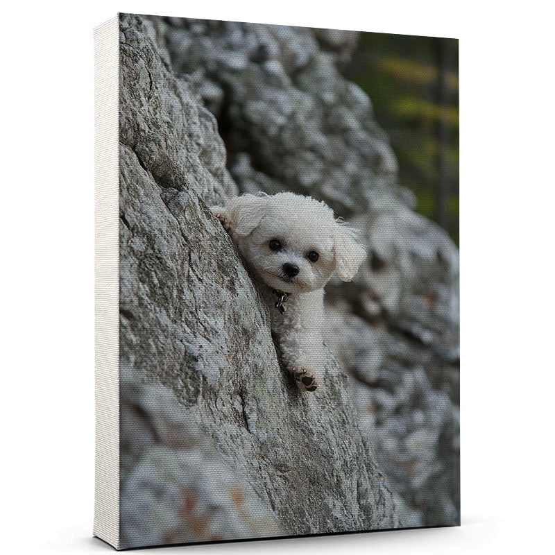 Bichon Frise Dog Playing Climbing Stretched Canvas Size 8x12 – Sports ...