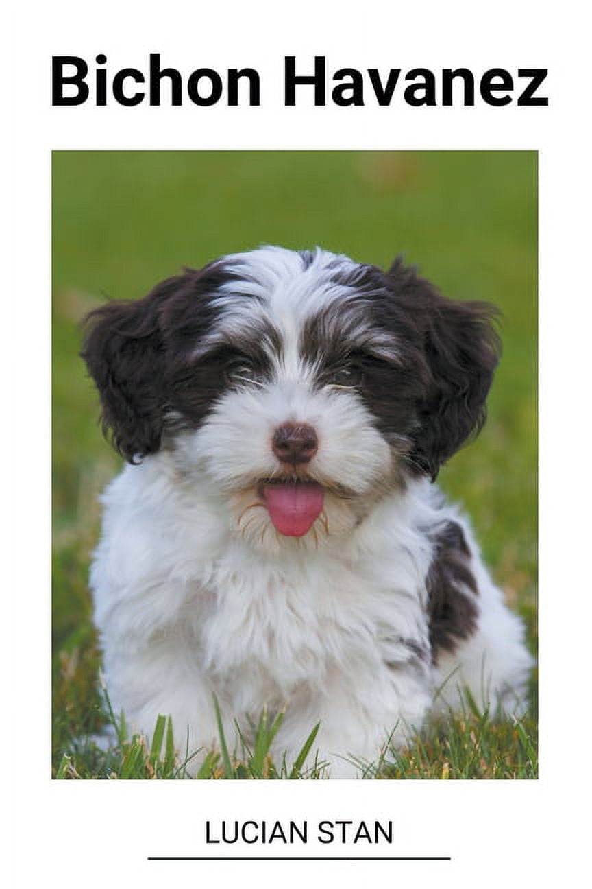 Bichon Havanez - Walmart.com