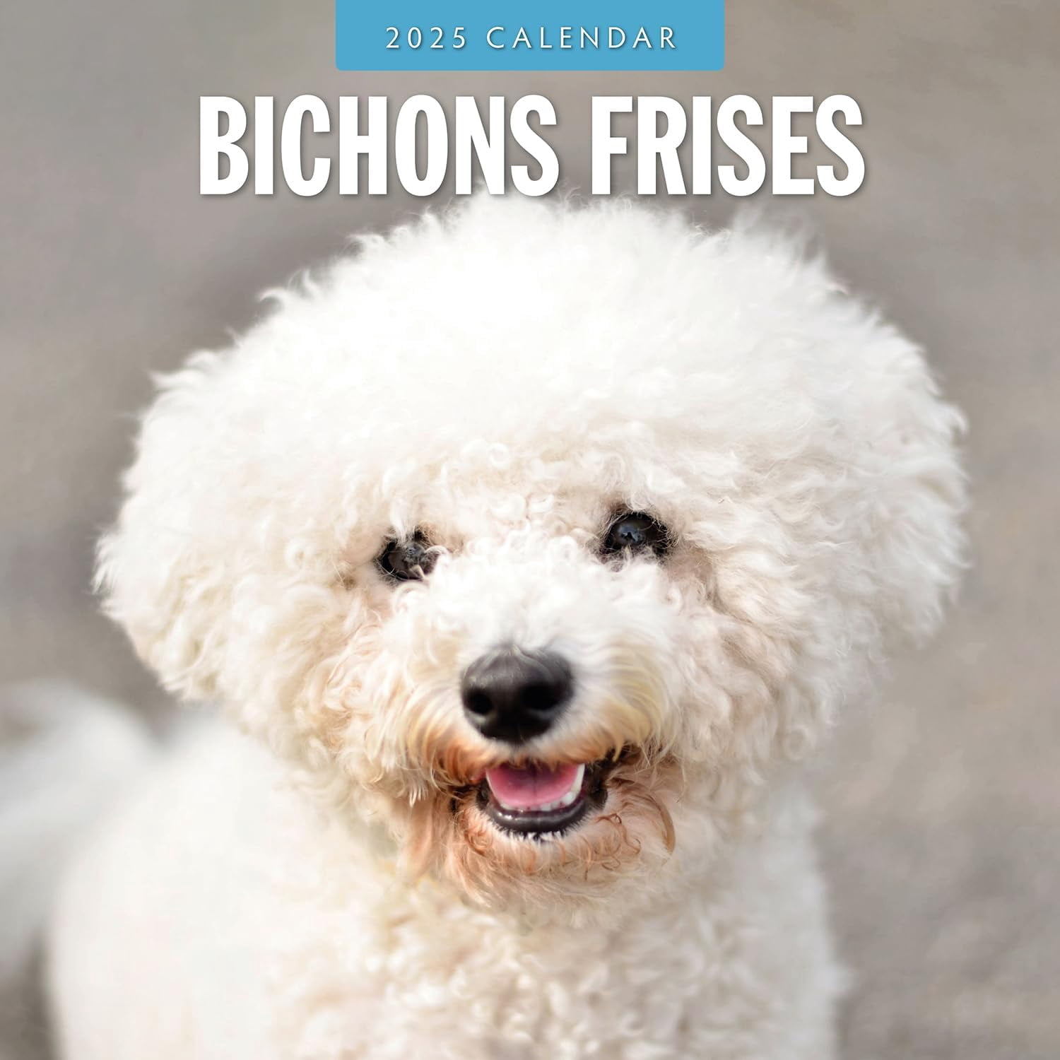 Bichons Frises 2025 Square Wall Calendar - Walmart.com
