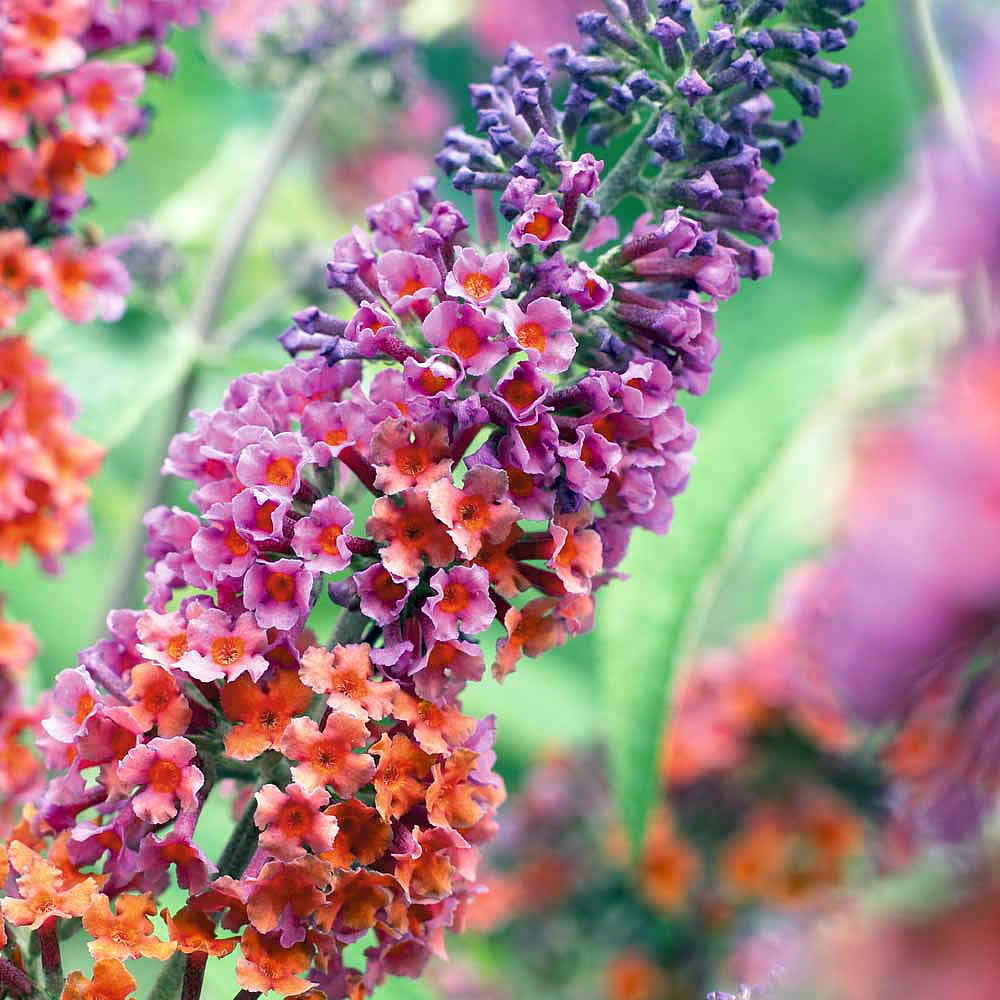 "Buddleia Bicolor Butterfly Bush - Live Outdoor Flowers in 2.5"" Pot ...