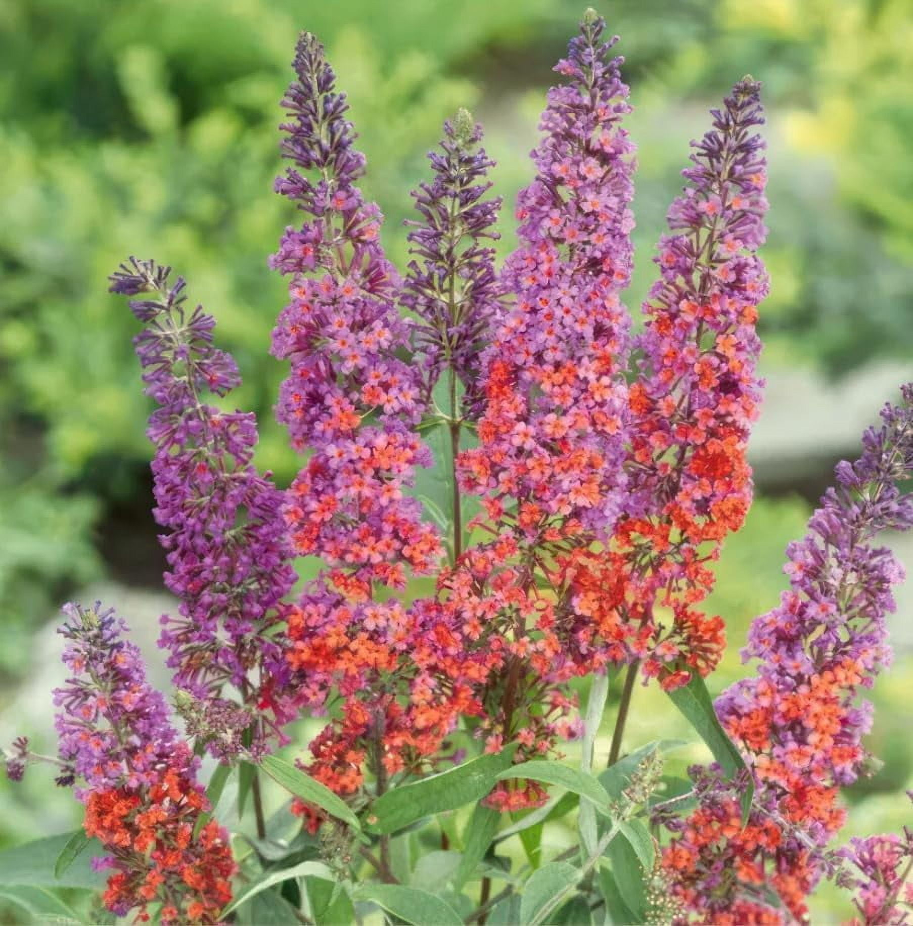 Bicolor Butterfly Bush Live Plant Bicolor Buddleia Butterfly Bush Plant ...