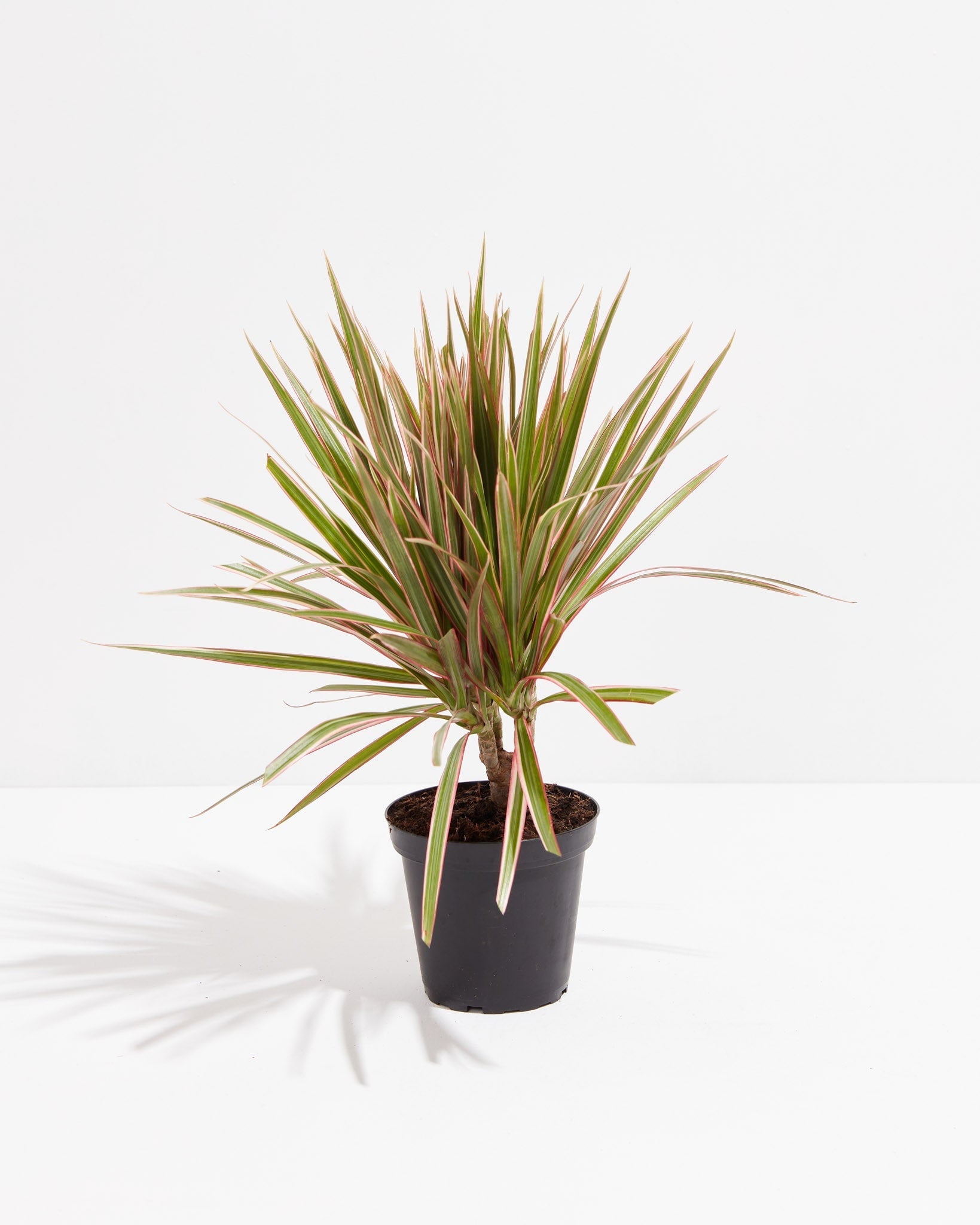 Bicolor Cane Dragon Tree (Dracaena) - Walmart.com