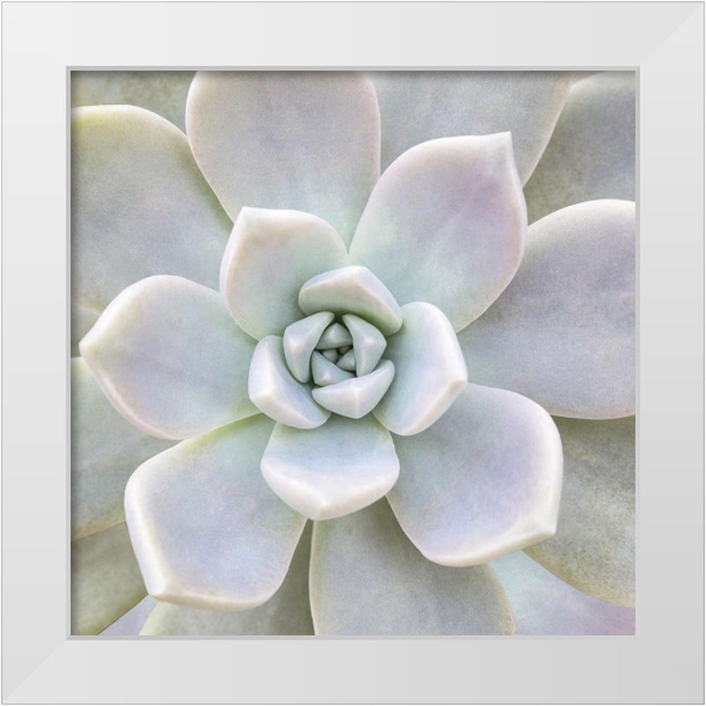 Biebel 26x26 White Modern Wood Framed Museum Art Print Titled - Aeonium ...