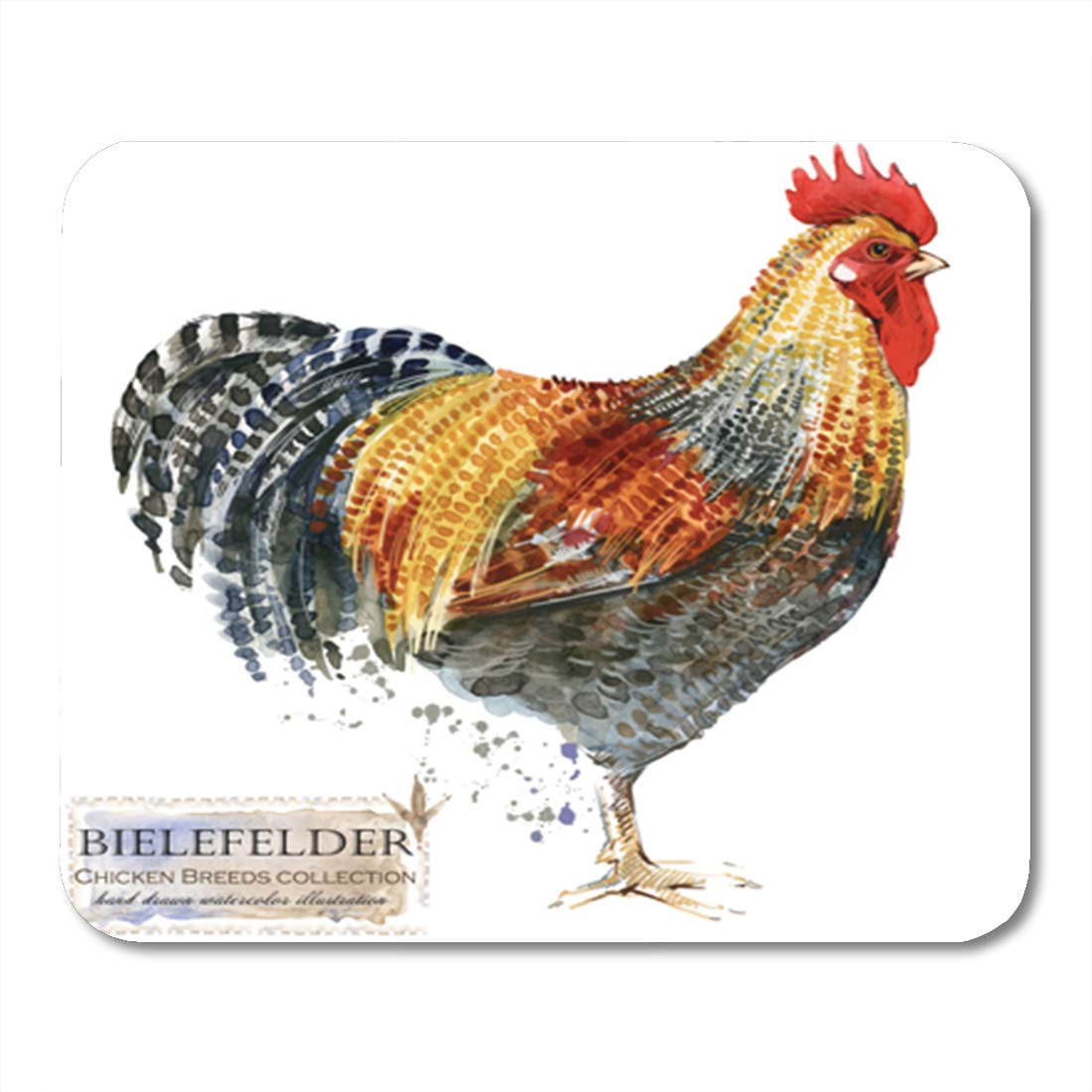 Bielefelder Rooster Poultry Farming Chicken Breeds Series Domestic Farm ...