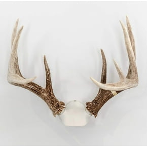 Deer Mounting Kits Antlers