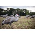 Big Als Decoys Sandhill Crane Silhouettes 12 Pack - Walmart.com