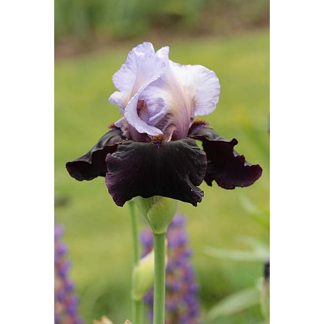 'Big As The Moon' Bearded Iris - Walmart.com