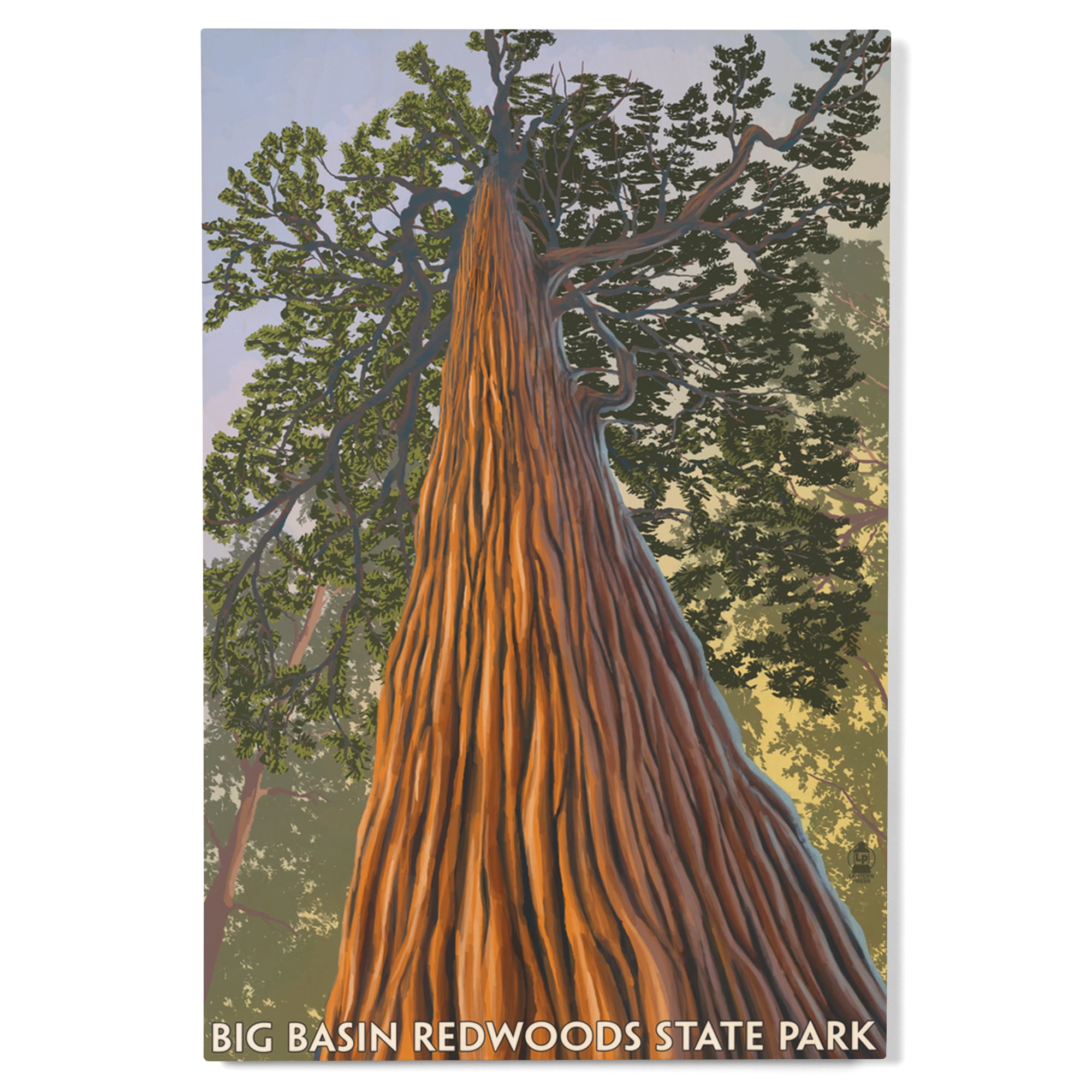 Big Basin Redwoods State Park, California, Looking up Tree Birch Wood ...