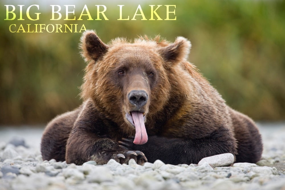 Big Bear Lake, California, Grizzly Bear with Tongue (12x18 Wall Art ...