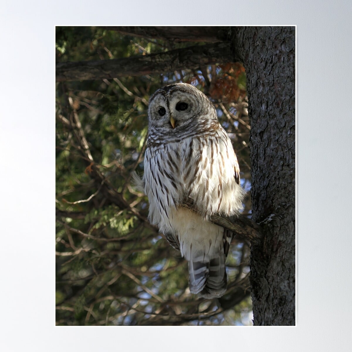 Big Beautiful Barred Owl Poster Wall Art, Modern Wall Decor For Living ...