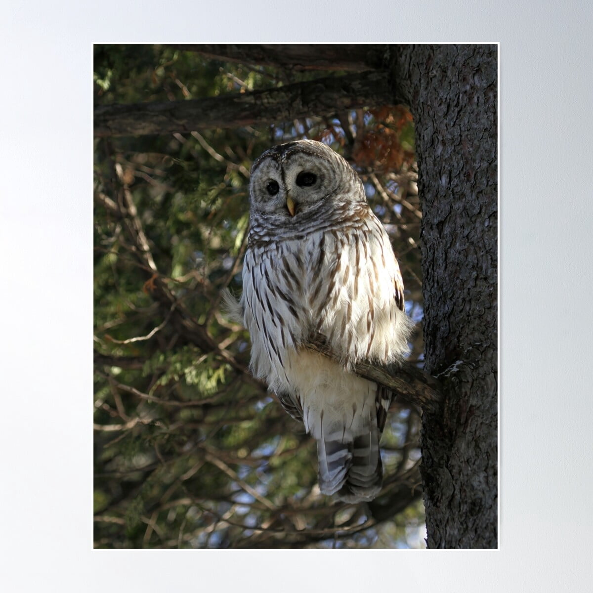 Big Beautiful Barred Owl Poster Wall Art, Modern Wall Decor For Living ...