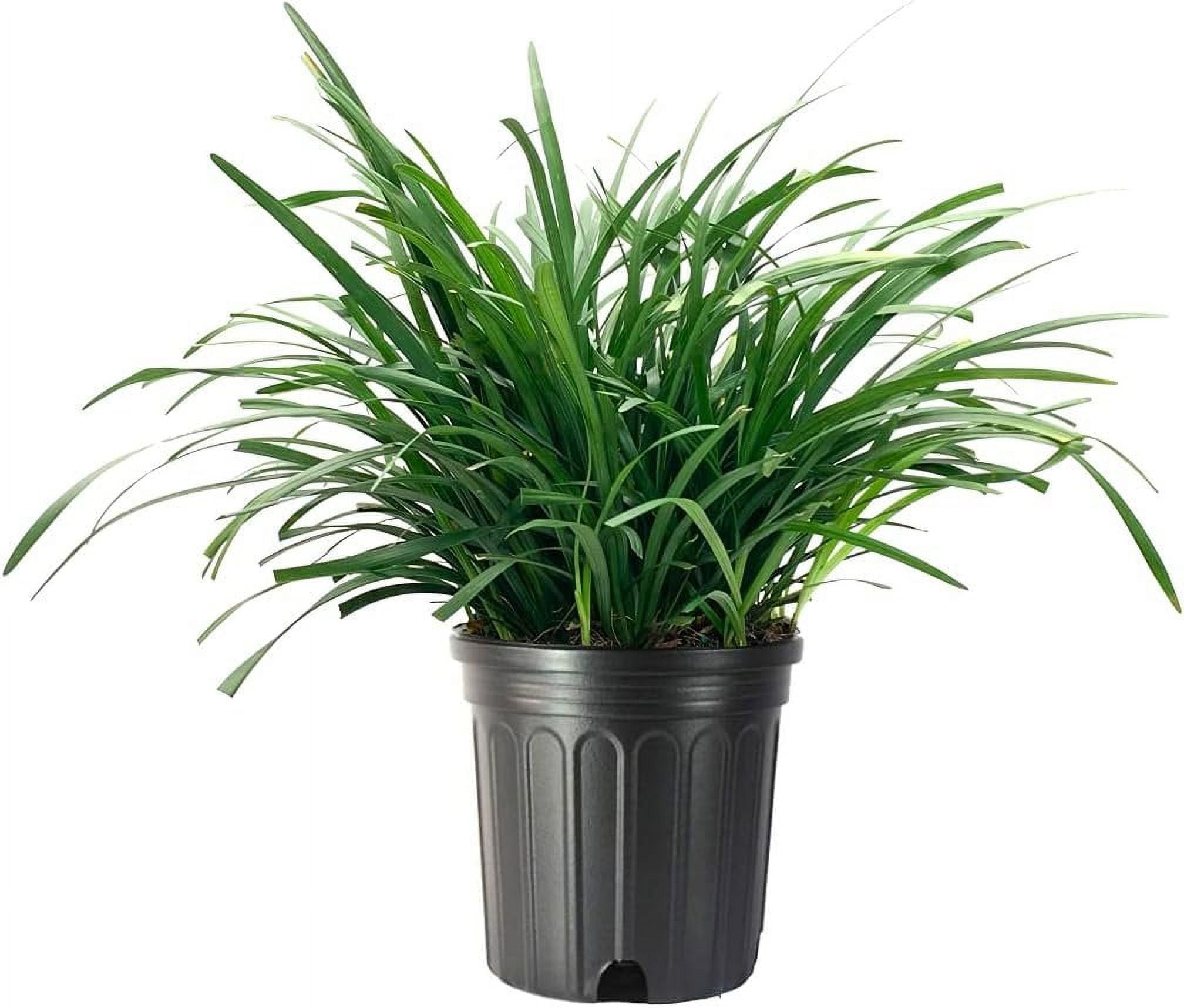 Big Blue Liriope Muscari - 1 Plant Gallon Size - Low Maintenance ...