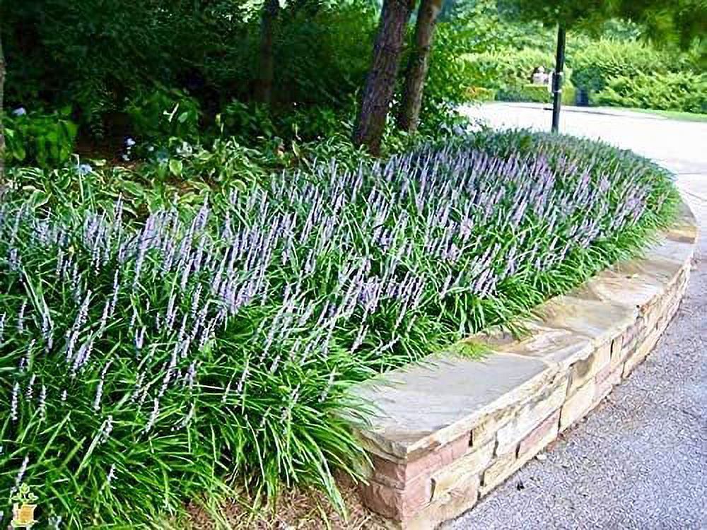 Classy Groundcovers, Lily Turf 'John Burch' Liriope muscari 'John Birch ...
