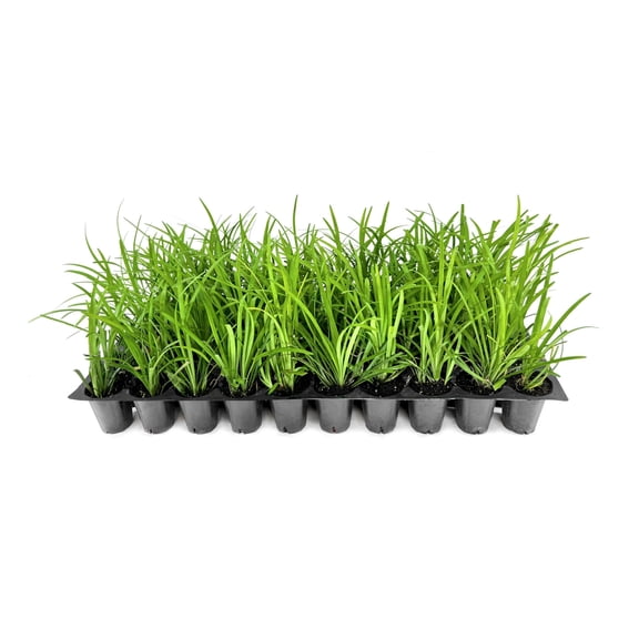 Liriope Plants