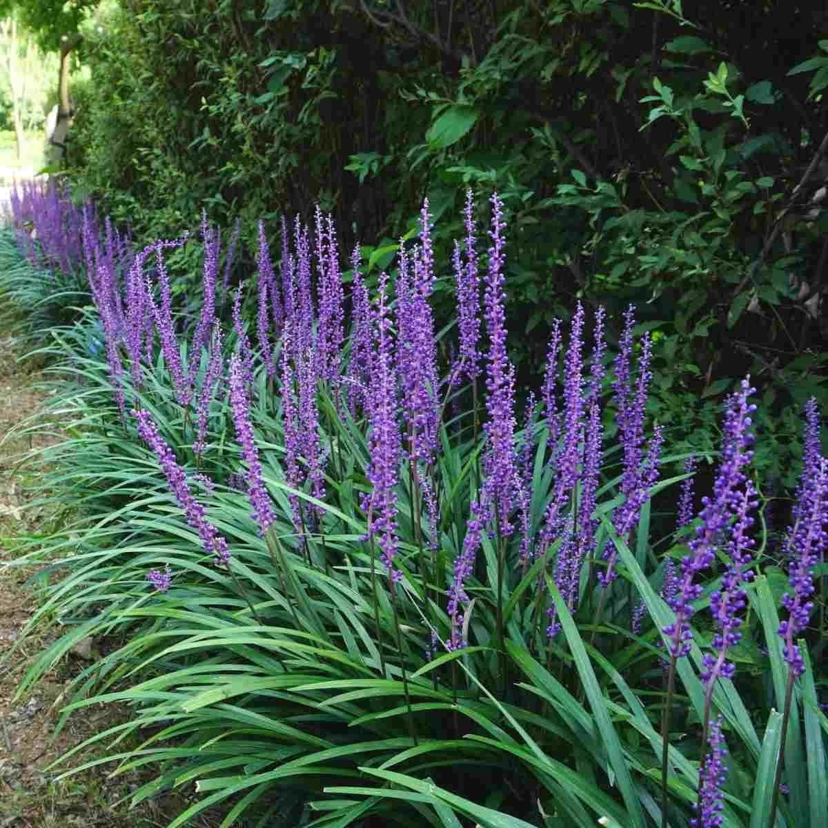 Big Blue Liriope Muscari 36 Count Tray Drought Tolerant Low Maintenance Evergreen Grass Lilyturf ...