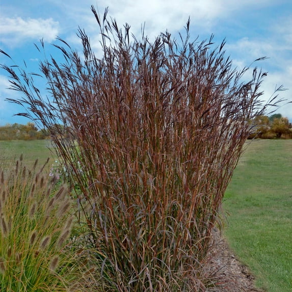 Big Bluestem - Walmart.com