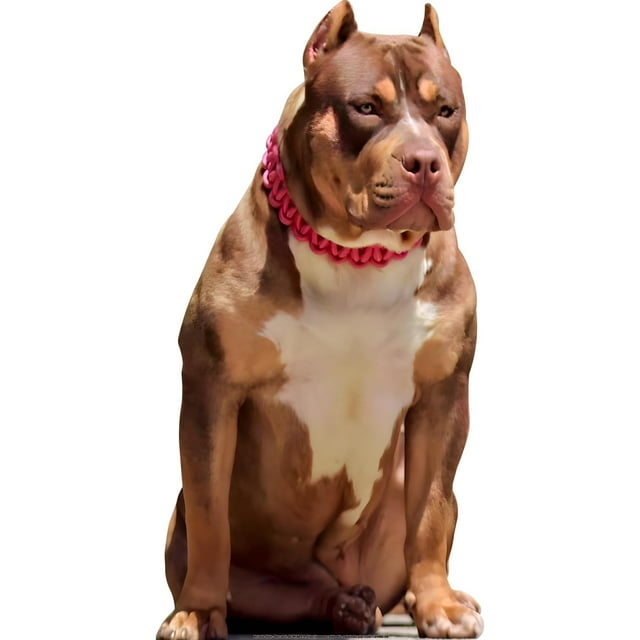 Big Brooding Muscular Guard Dog Pitbull Pit Bull 46x24in Cardboard Cutout Standup Standee ...