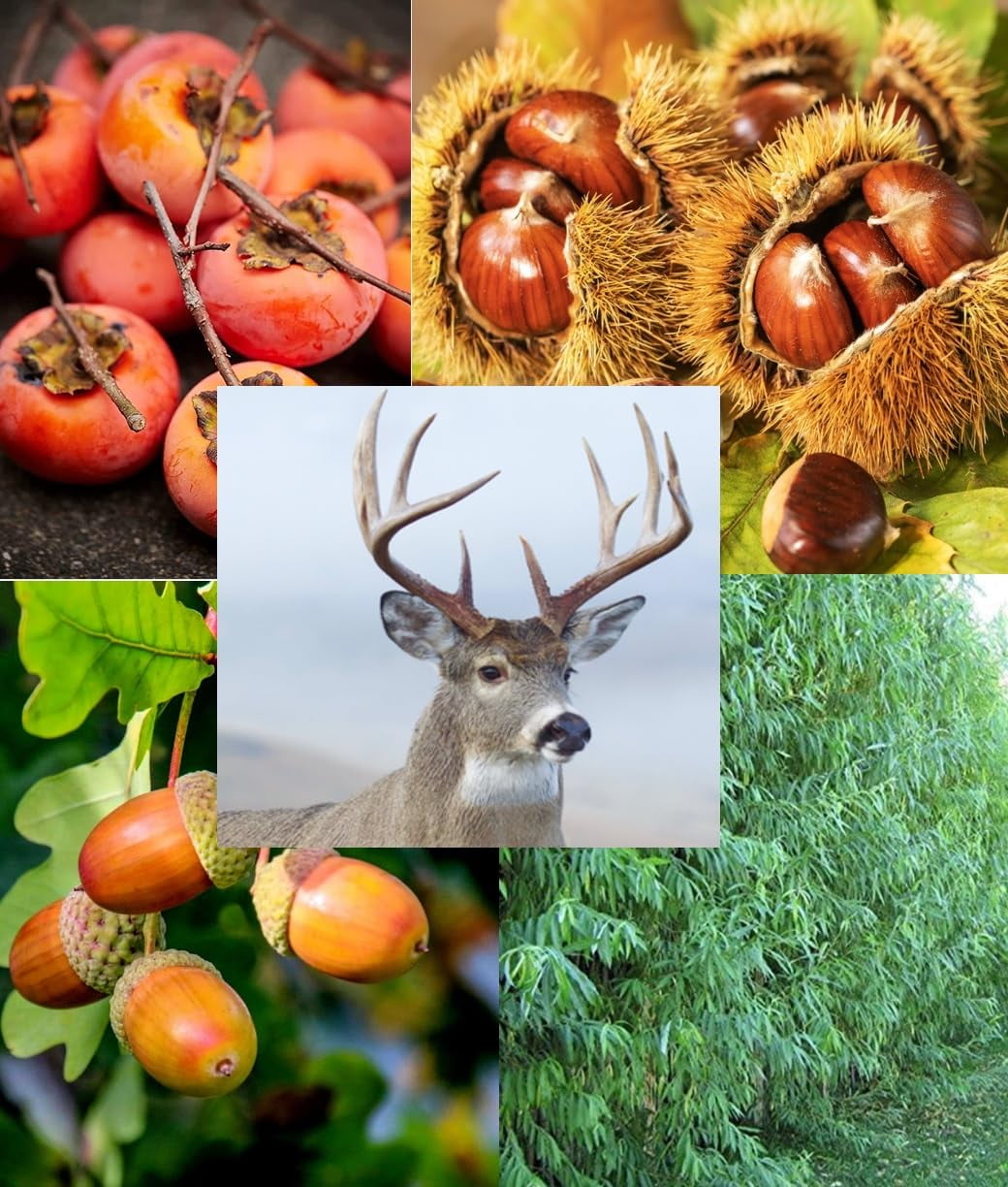 Big Buck Hunter Deer Attractant Tree Package - 5 Chestnut Seedlings, 5 ...