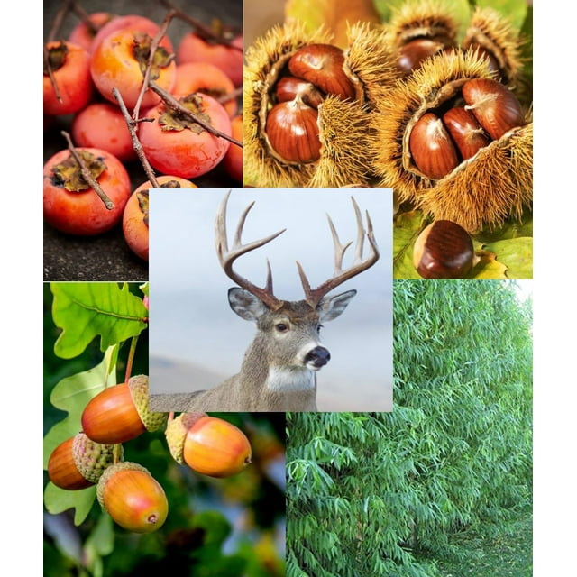 Big Buck Hunter Deer Attractant Tree Package - 5 Chestnut Seedlings, 5 ...