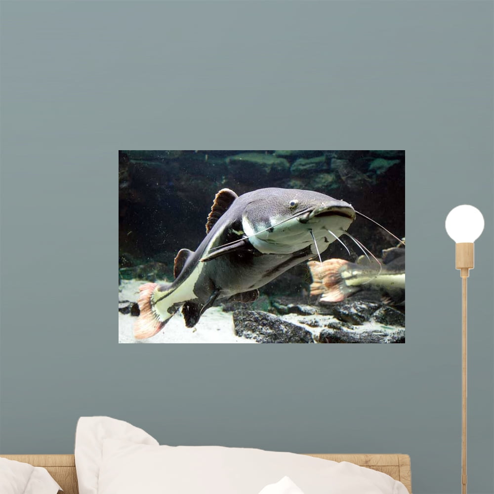 Big Catfish Wall Mural Decal Sticker, Wallmonkeys Peel & Stick Vinyl ...