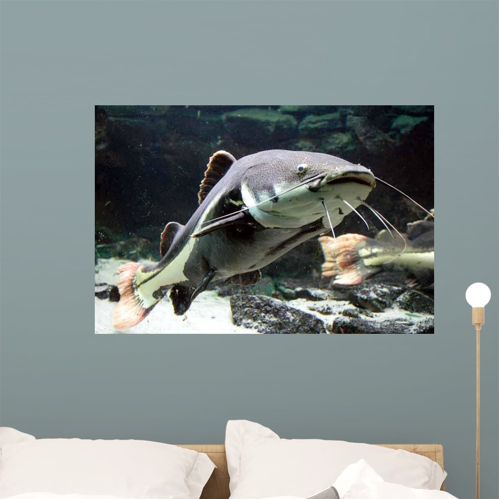 Big Catfish Wall Mural Decal Sticker, Wallmonkeys Peel & Stick Vinyl ...