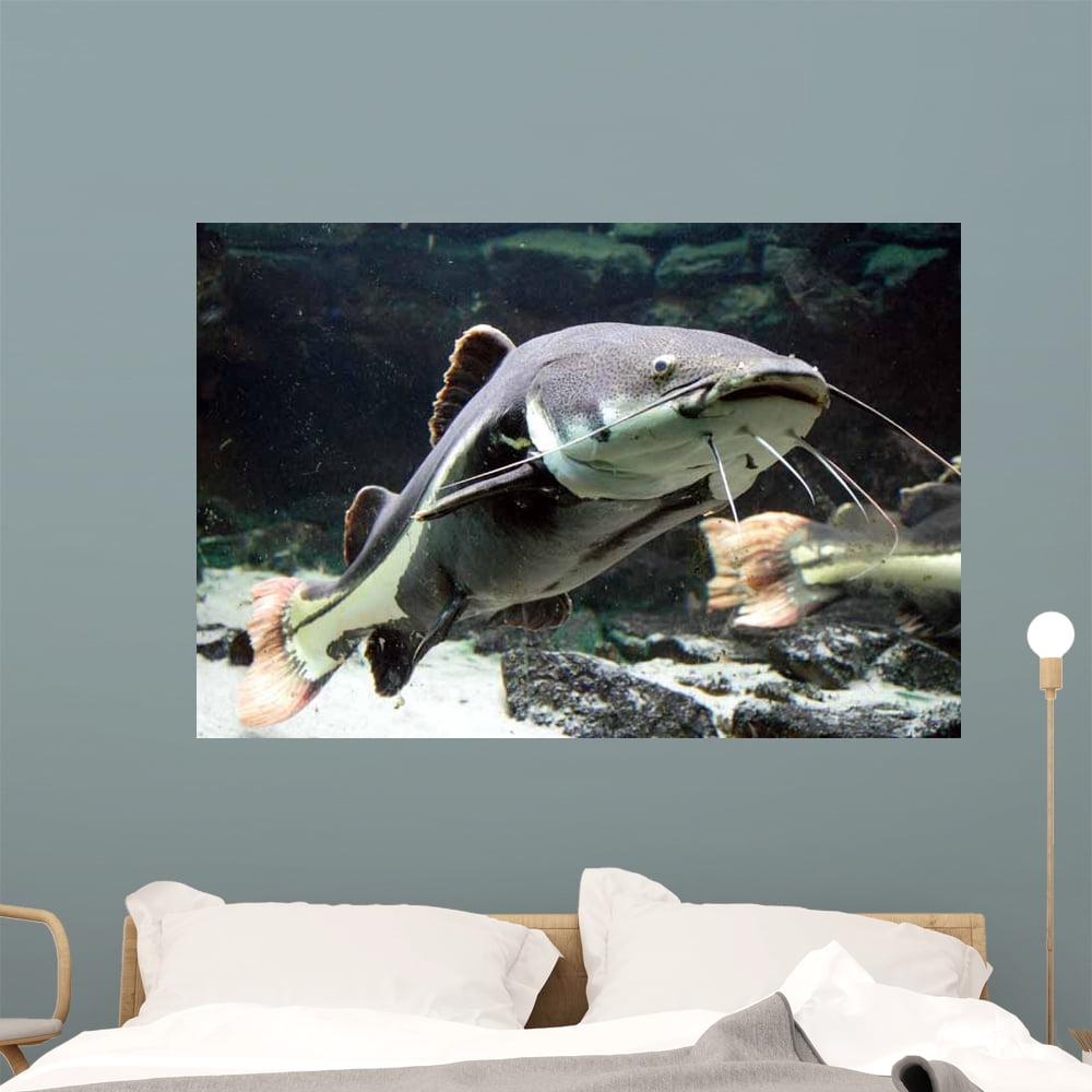 Big Catfish Wall Mural Decal Sticker, Wallmonkeys Peel & Stick Vinyl ...