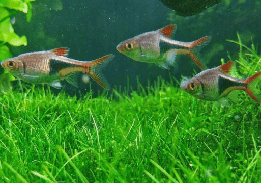Big Cow Hair Grass Seeds Aquarium Aquatic Plant for Tank - Walmart.com