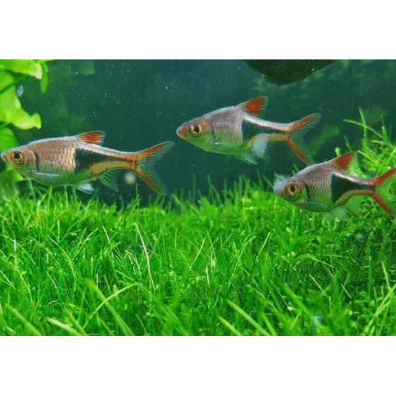 Big Cow Hair Grass Seeds Aquarium Aquatic Plant for Tank - Walmart.com